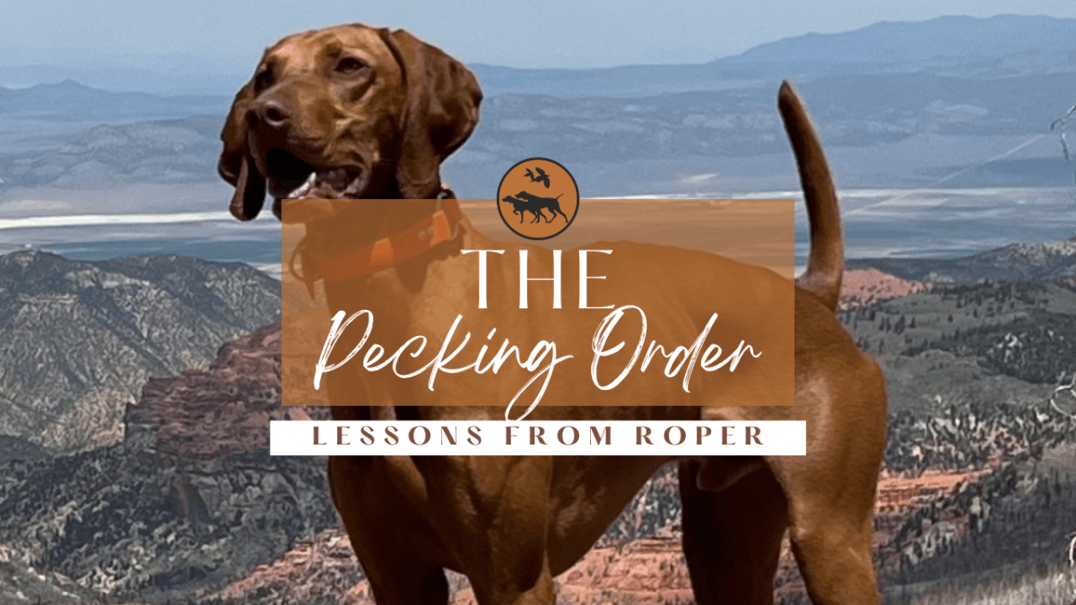 Lessons from Roper: The Pecking Order – The Copper Dogs