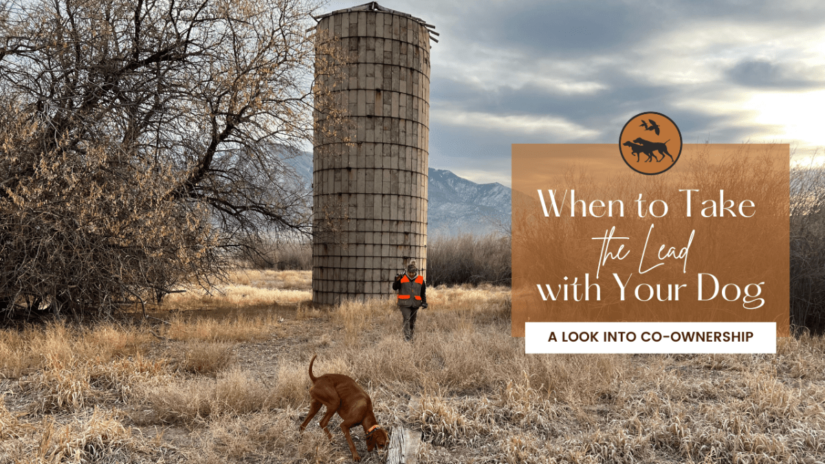 Wait, Who is In Charge of the Dog? A Look into Co-Ownership & When to ...