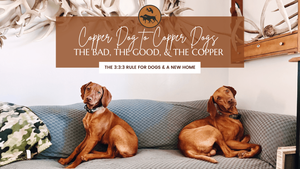 The Copper Dogs – Adventures with Roper and Cinch