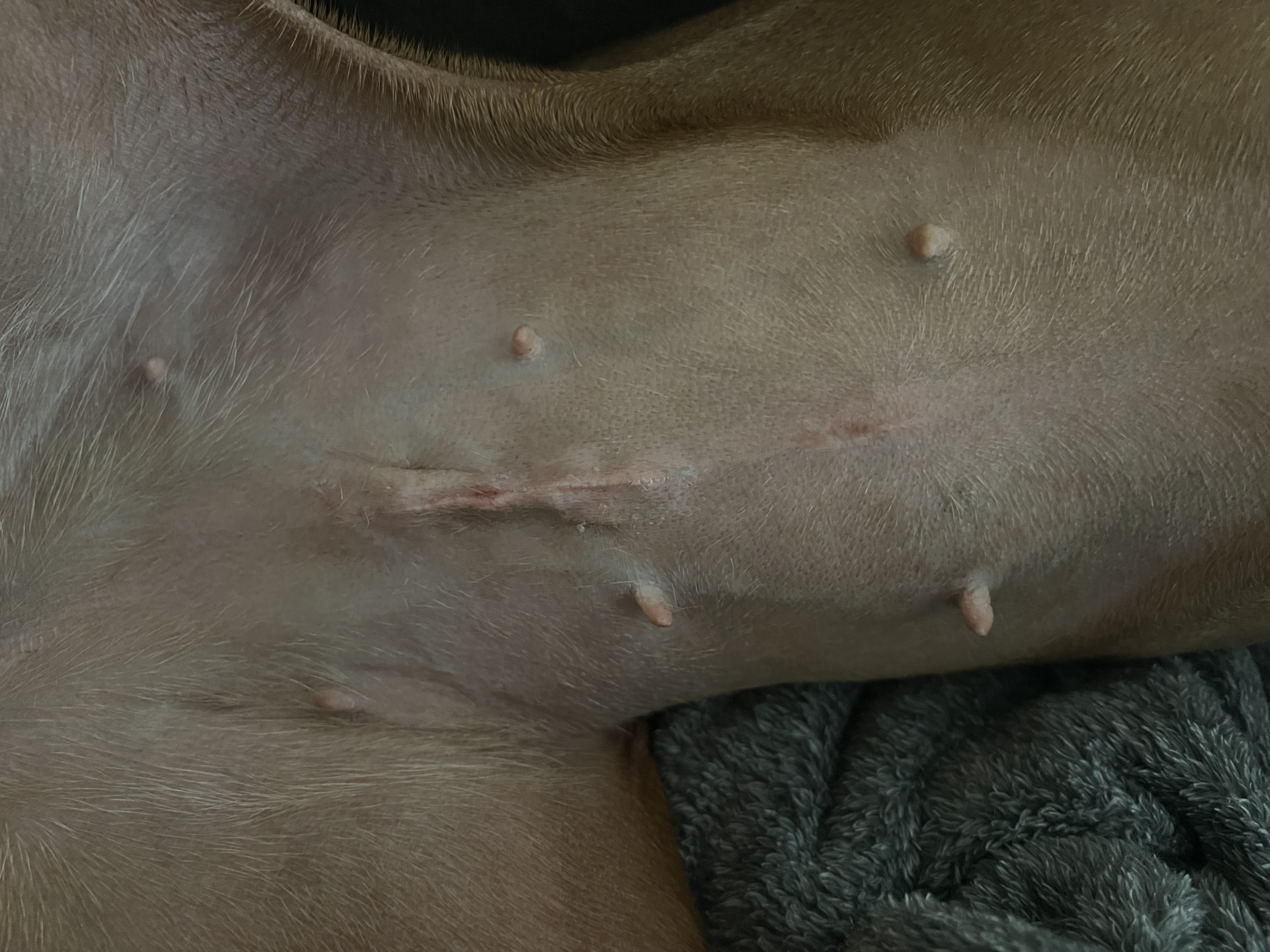 Lessons from Cinch: After Spay Recovery with Progress Pictures – The ...